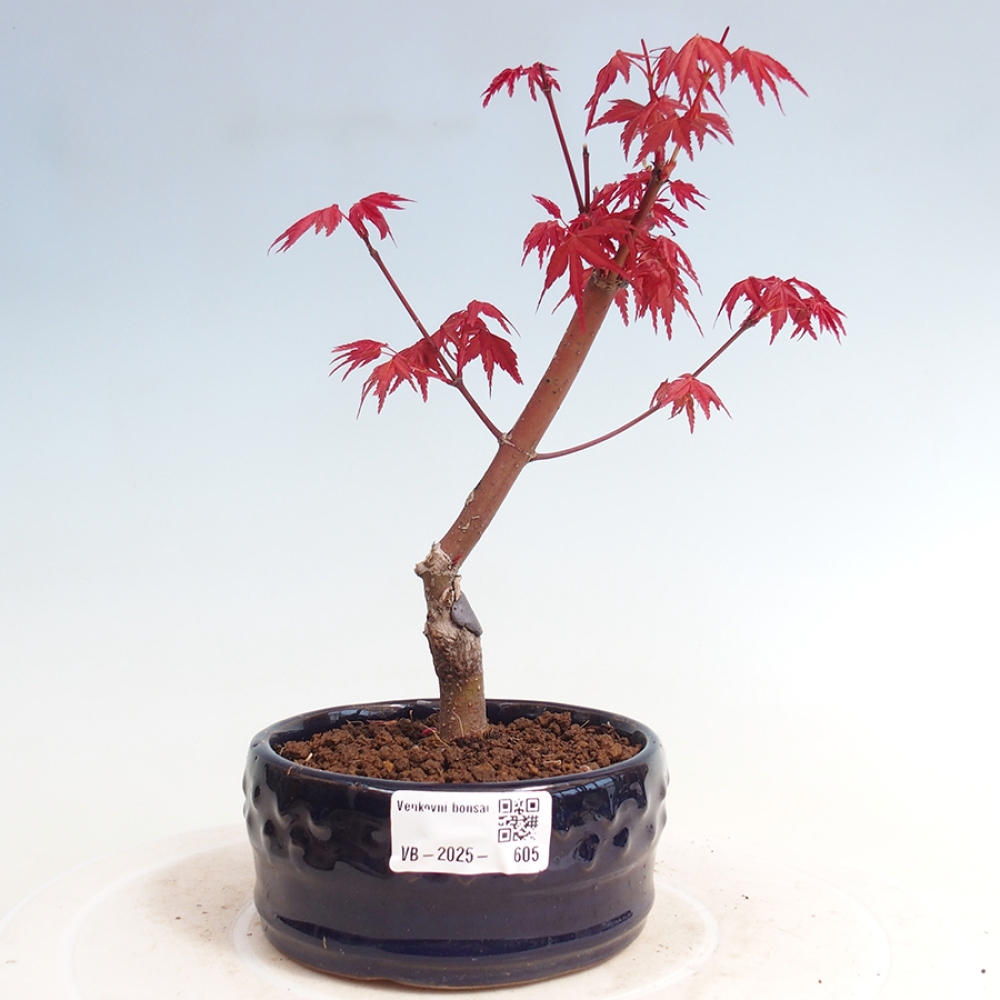 Outdoor bonsai - dlanitolistý klon - Acer palmatum DESHOJO - e-bonsai.de