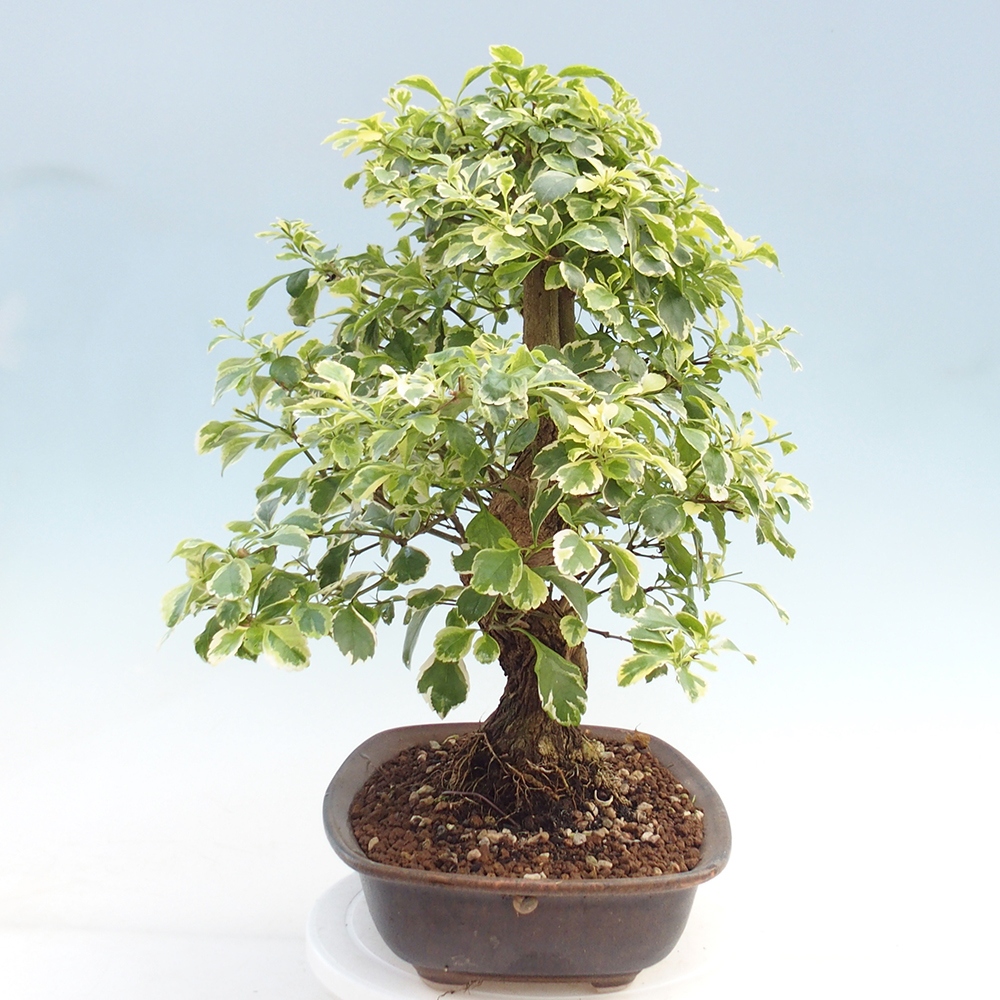 Zimmerbonsai - Duranta variegata - e-bonsai.de
