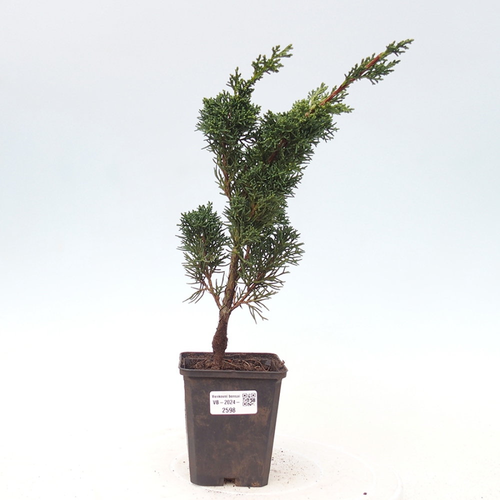 Outdoor-Bonsai - Juniperus chinensis Kishu - Chinesischer Wacholder - e-bonsai.de