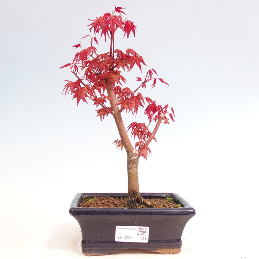 Outdoor bonsai - dlanitolistý klon - Acer palmatum DESHOJO - e-bonsai.de
