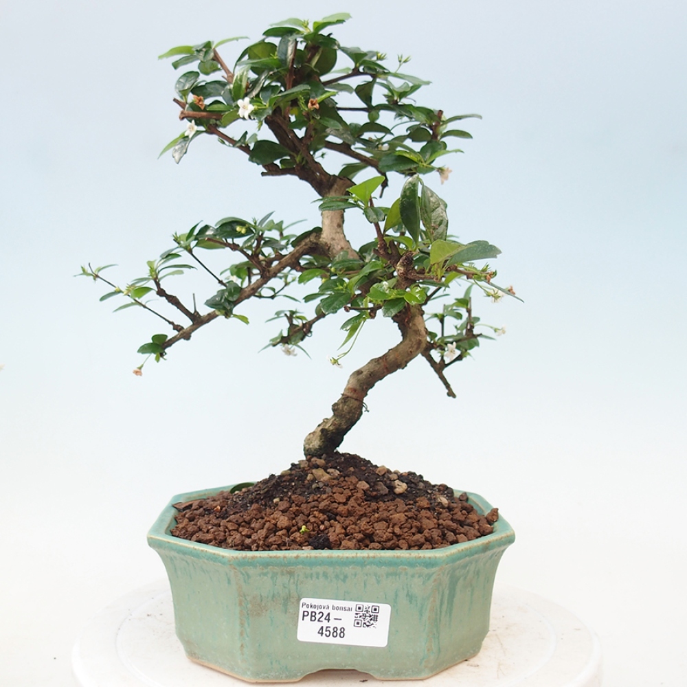 Zimmer Bonsai - Carmona macrophylla - Tea Fuki - e-bonsai.de
