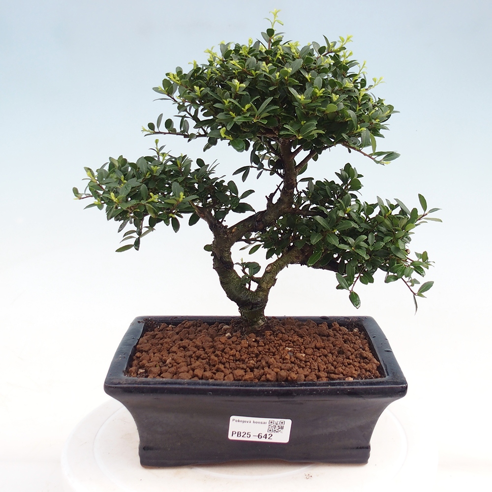 Zimmerbonsai - Ilex crenata - Holly - e-bonsai.de