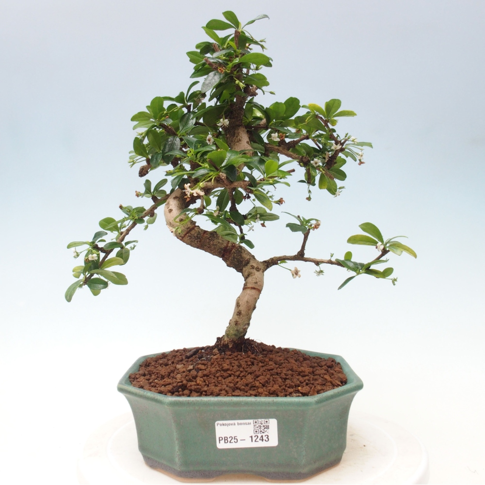 Zimmer Bonsai - Carmona macrophylla - Tea Fuki - e-bonsai.de