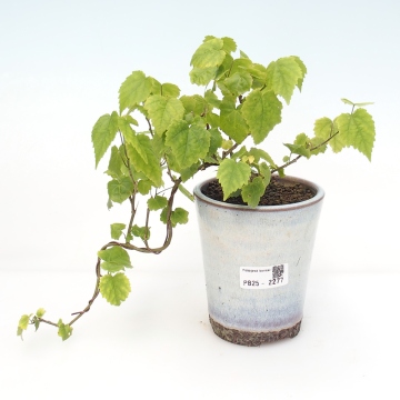 Zimmerbonsai - Abutilon Big Bell - Flussmoltebeere - e-bonsai.de