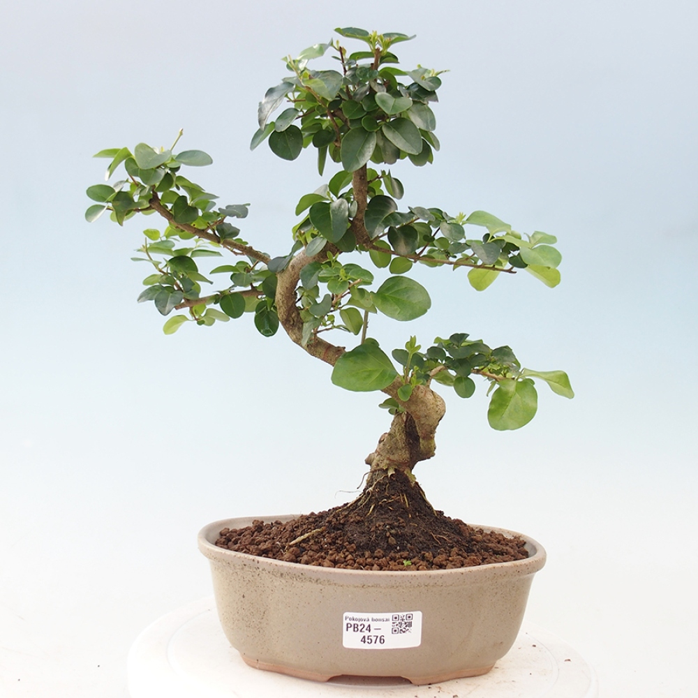 Zimmerbonsai - Ligustrum chinensis - Vogelperspektive - e-bonsai.de