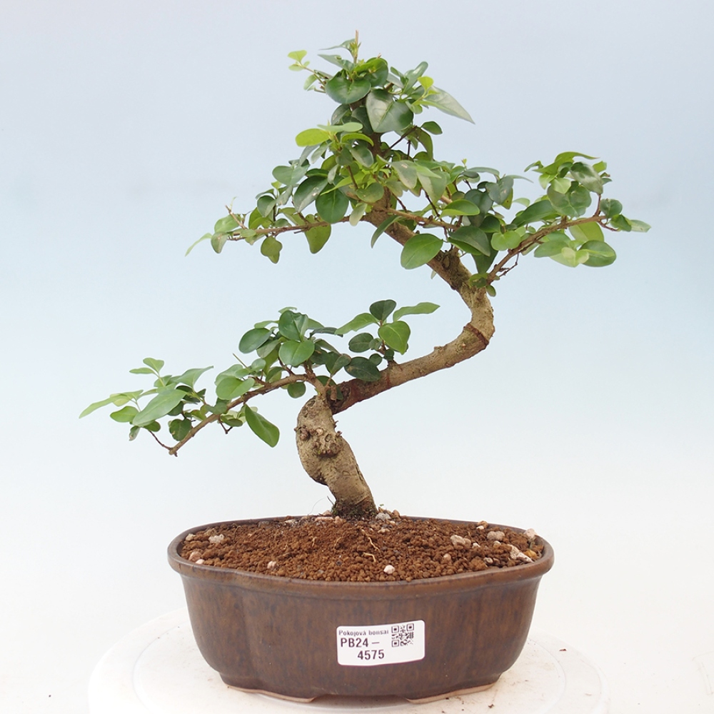 Zimmerbonsai - Ligustrum chinensis - Vogelperspektive - e-bonsai.de