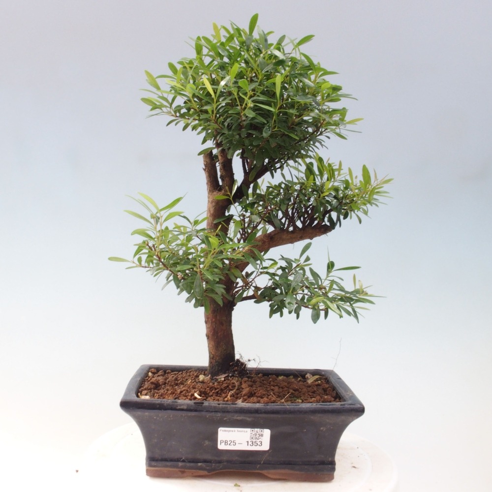 Zimmer Bonsai - Syzygium - Pimentovník - e-bonsai.de