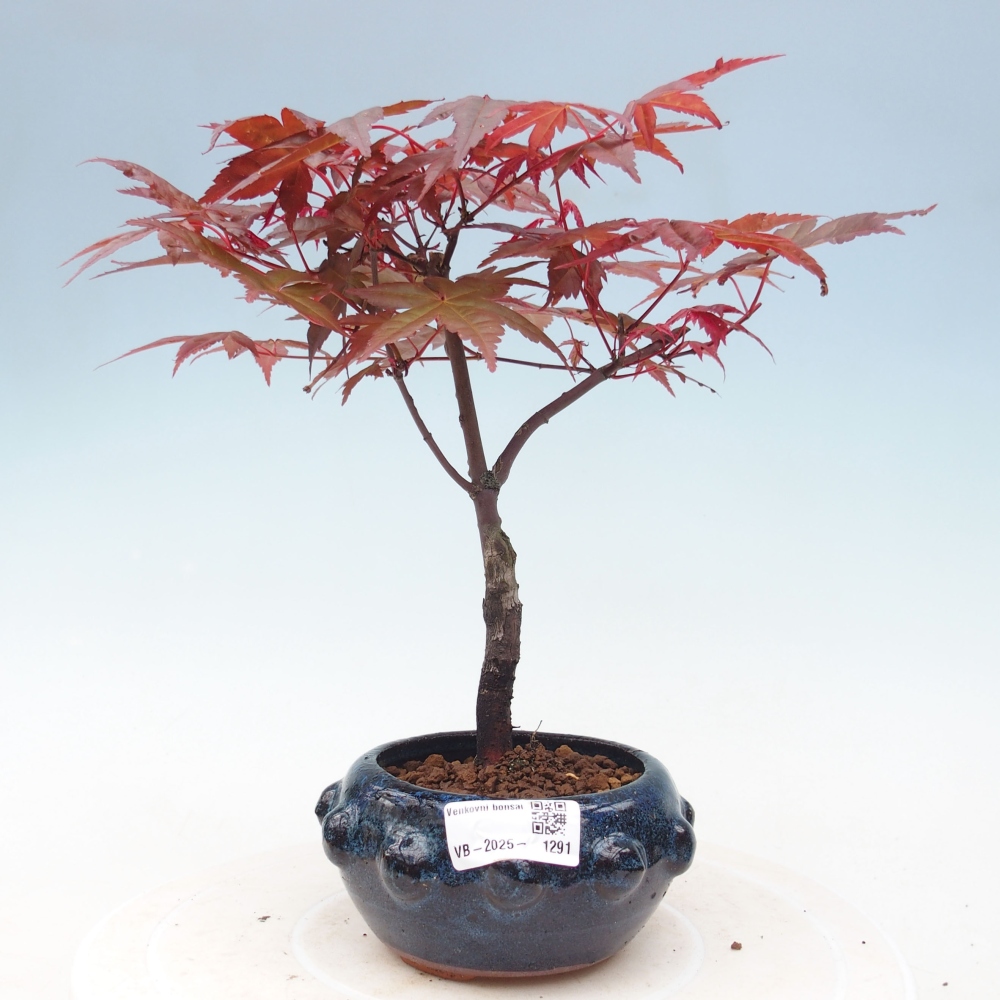 Outdoor bonsai - dlanitolistý klon - Acer palmatum DESHOJO - e-bonsai.de