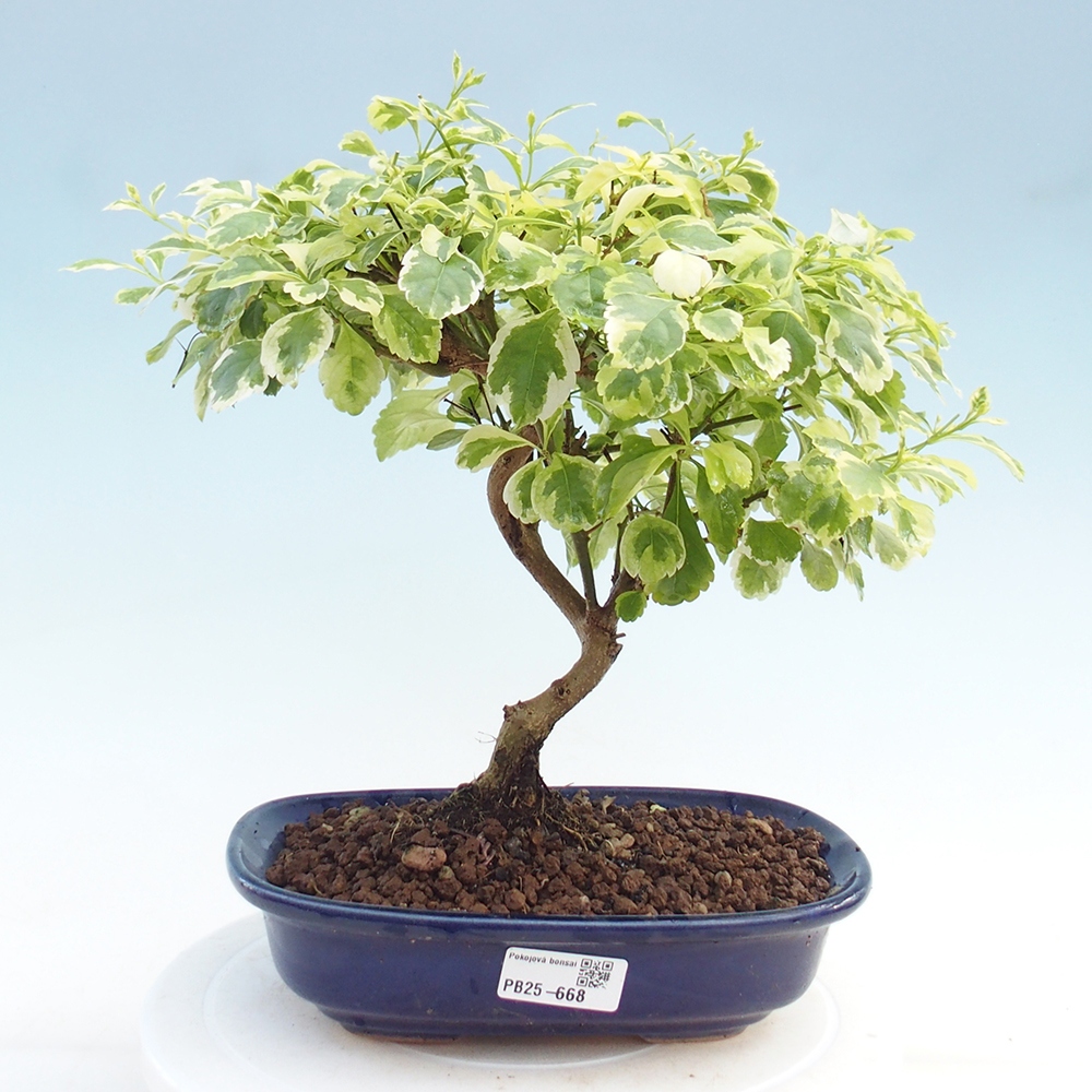 Zimmerbonsai - Duranta variegata - e-bonsai.de